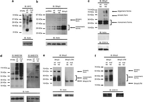 analysis of bnip3 levels in cell culture models expressing mutant htt download scientific