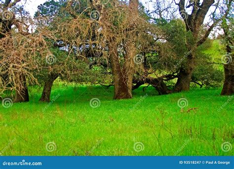Oak Trees In Grassy Glade Stock Image Image Of Beautiful 93518247