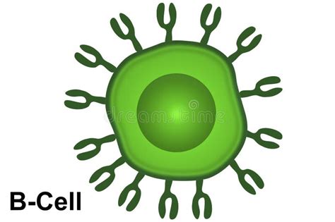 Fat Cells From White Adipose Tissue Stock Illustration Illustration