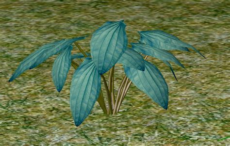 Herb Garcinia A Wiki In The Desert