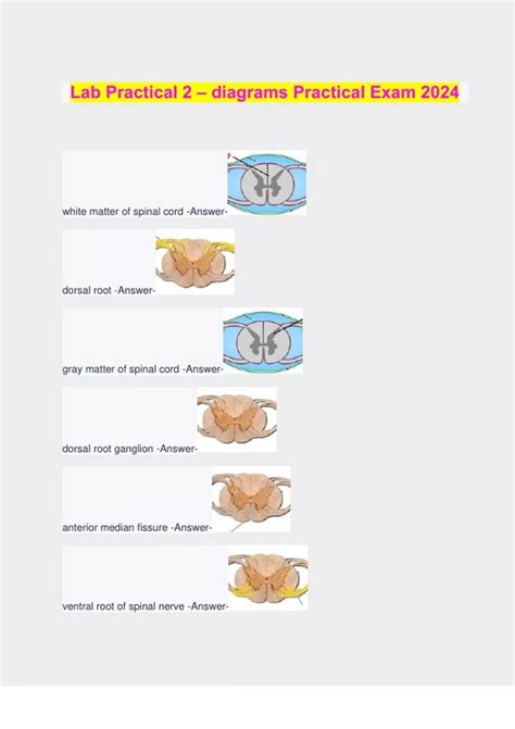 Lab Practical 2 Diagrams Practical Exam 2024 Lab Practical 2