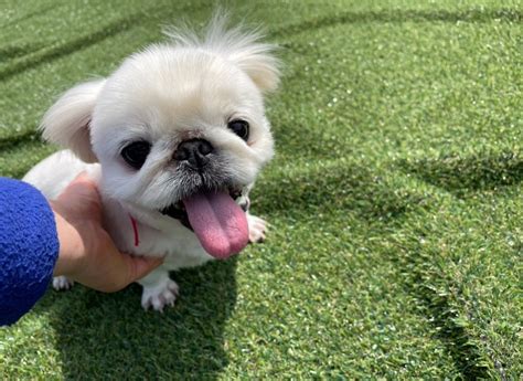 페키니즈방실이 강아지책임무료분양 강아지분양 고양이분양 컴투펫 시츄 셔틀랜드쉽독 말티푸 미니핀 치와와 요크셔테리어 포메라니안 말티즈 분양