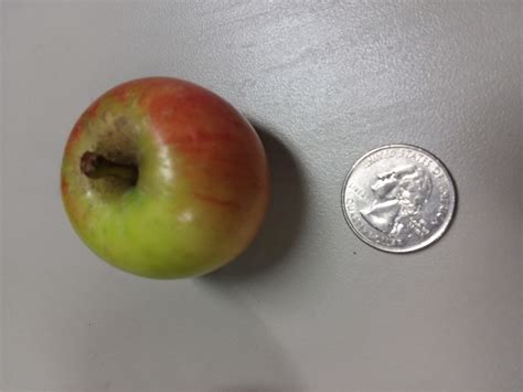 Tiny Apples Plantdoc