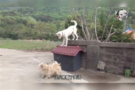 两只舔狗死缠烂打追 白富美”，为爱情干架，于是主人想了个办法白富美干架想了个