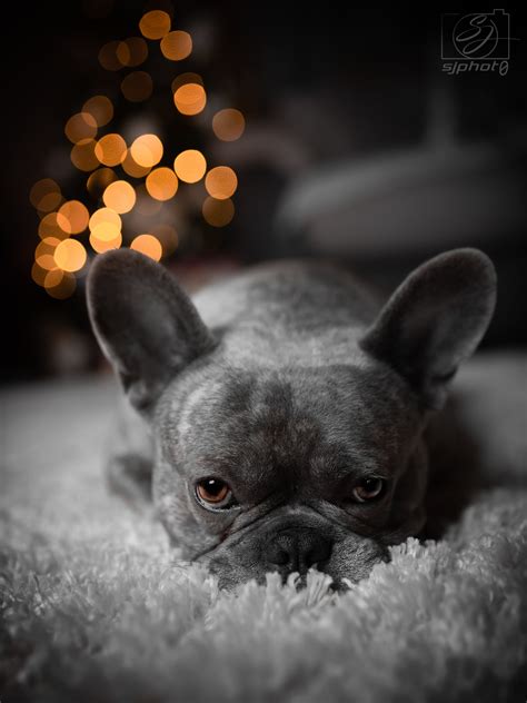 My Frenchie Taken With D750sigma 35mm Art Rnikon
