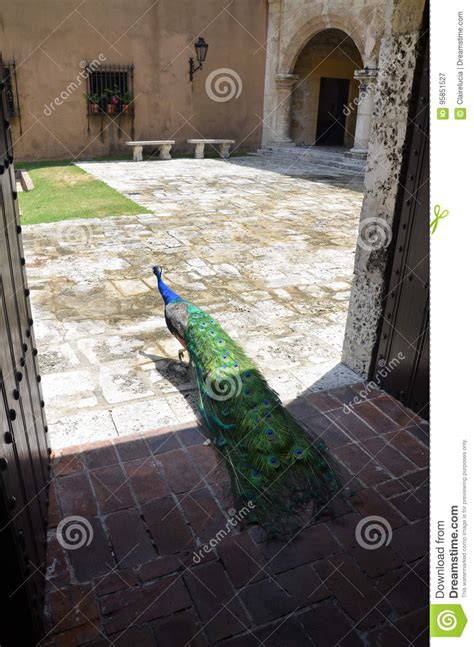 Beautiful Peacock With Folded Tail Walks In The Yard Stock Image
