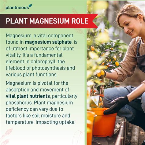 Nano Mg Liquid Magnesium Fertiliser For Plant Magnesium Deficiency