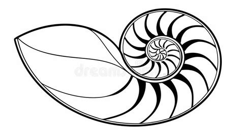 Nautilus Shell Illustration Nature S Spiral And Fibonacci Sequence