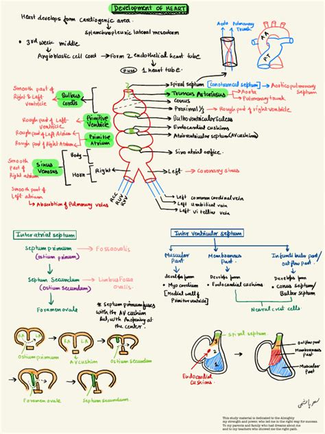 Embryology Pdf Atrium Heart Heart