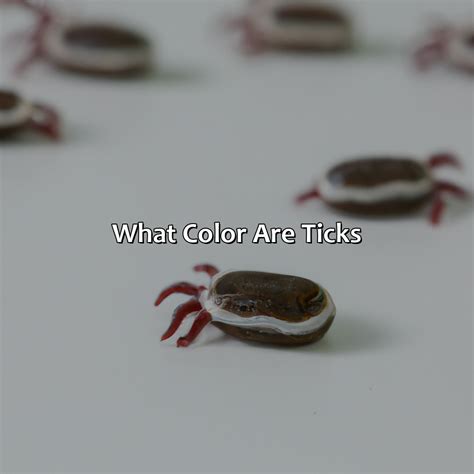 What Color Are Ticks