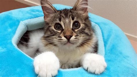 猫 リード 飼い