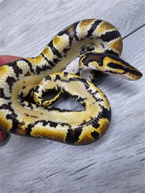 Rhino Ball Python Traits Morphpedia