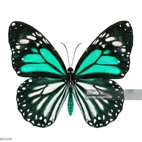 이국적인 연녹색 나비 흰색 배경 아름 다운 자연에 고립 된 멋진 색상 프로 파일에 화이트 타이거 상단 부분 0명에 대한 스톡 사진 및 기타 이미지 Istock