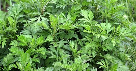 Bylica Pospolita Właściwości I Przeciwwskazania Zielares