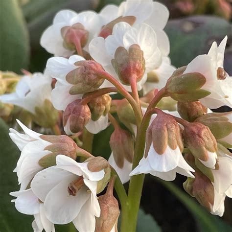 Bergenia ‘angel Kiss Dragonfly Series Harley Nursery