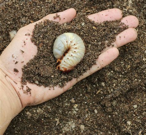 What Is A Grub Worm Lupon Gov Ph