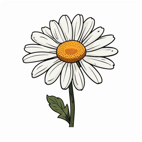 Premium Vector Daisy Flat Vector Illustration Daisy Cartoon Hand Drawing Isolated Vector