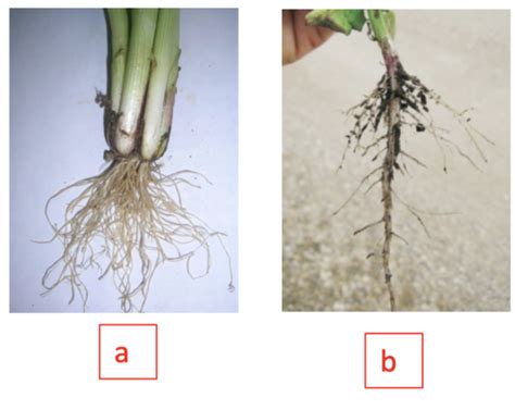 Lab 14 Roots Stems And Leaves Flashcards Quizlet