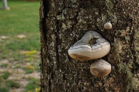 Бородавка Георгий Жаркой Дзен