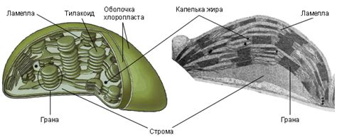 пластиды : хлоропласты, лейкопласты, хромопласты нужно про них ...