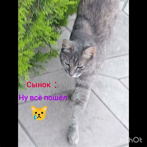 приколы с котиками 1 серия Youtube
