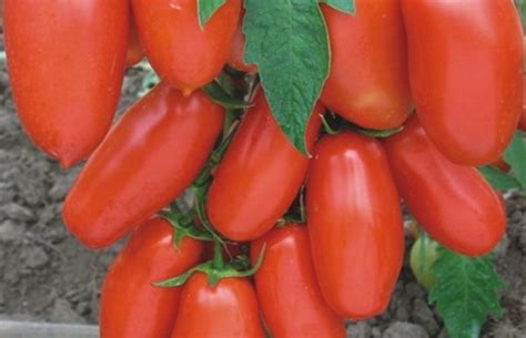 Томат «Гулливер F1 фото описание сорта и характеристика