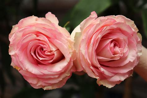 Conheça algumas variedades de rosas Jornal Repercussão
