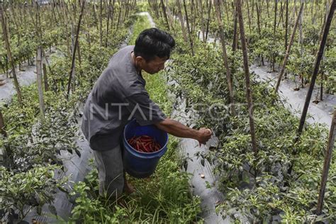Harga Cabai Merah Turun ANTARA Foto