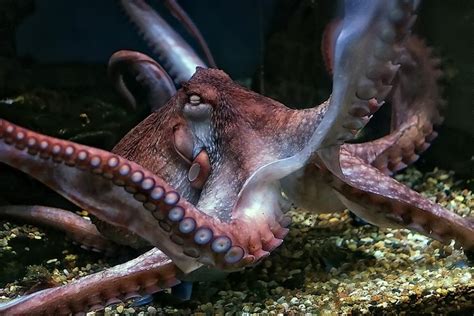 Octopus | Octopus, Sea creatures art, Albino animals