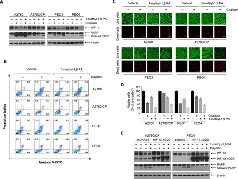Overcoming Cisplatin Resistance Of Ovarian Cancer Cells By Targeting