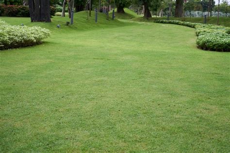 Grassy Backyard Images Free Download On Freepik