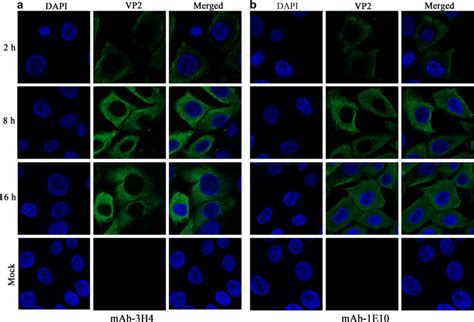 Subcellular Localization Of Bev Vp2 Protein During Viral Replication As