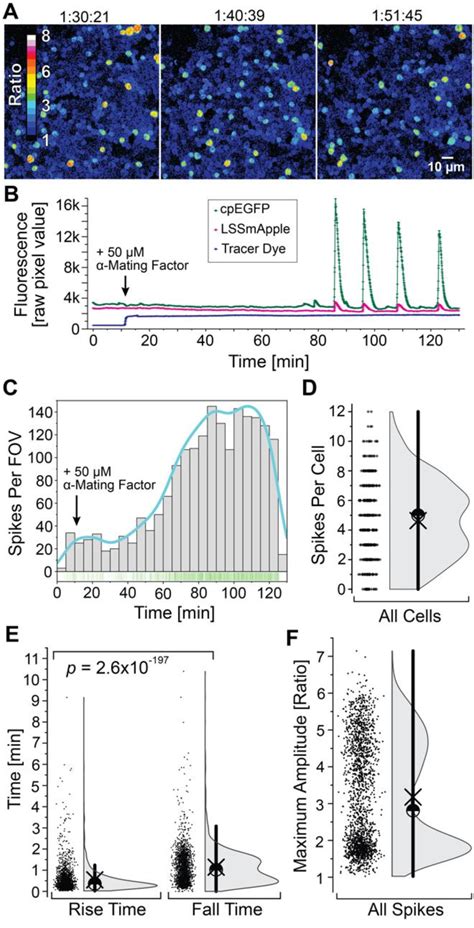 Calcium Oscillations In S Cerevisiae Ga Matryoshcamp6s Lines A Download Scientific Diagram