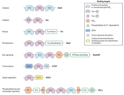 What Is Signal Transduction Boc Sciences