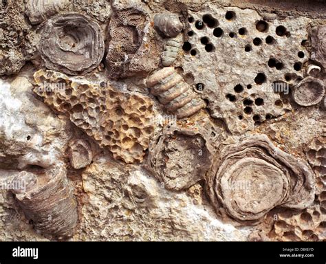 Limestone Rock Fossils At Harold Chappell Blog