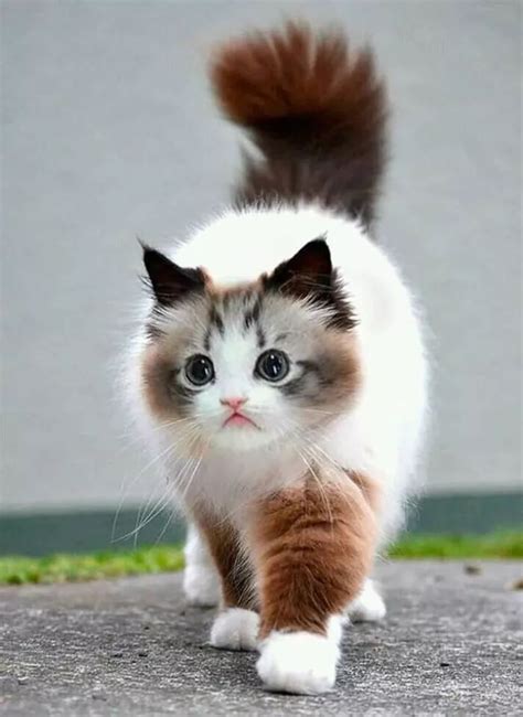 22 Cats That Have The Most Unique Fur Patterns In The World Artofit