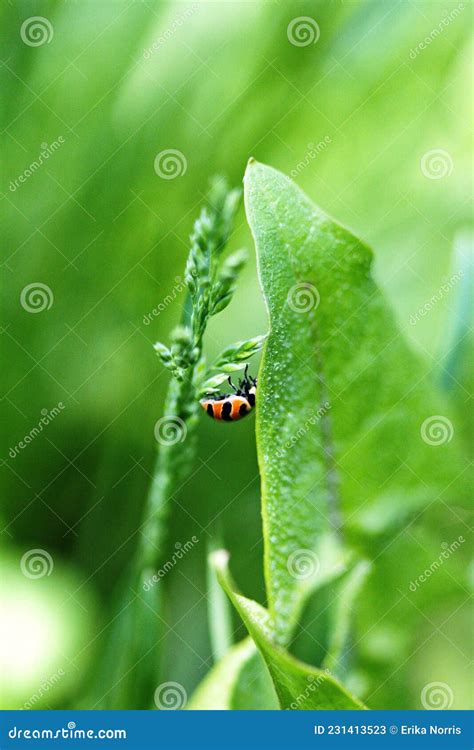 Macro Image Of A Lady Bug Stock Image Image Of Glisten 231413523