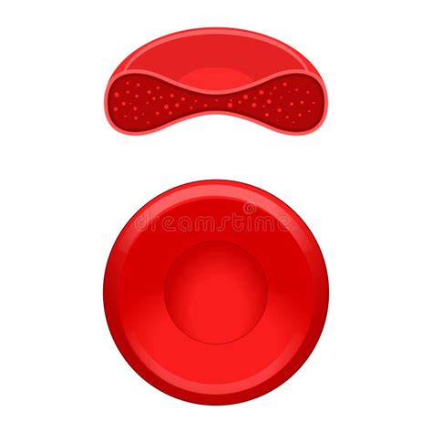 Eritrocito Ilustraciones Stock Vectores Y Clipart 6997