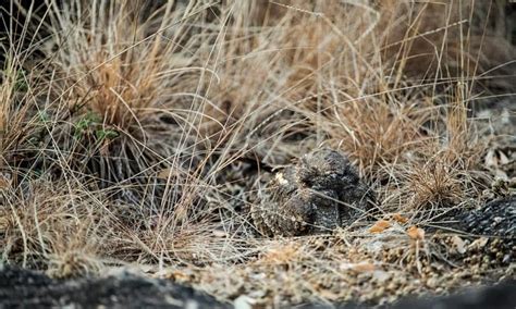 Do Birds Hibernate Through Winter Get The Facts Here