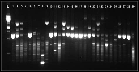 Banding Pattern Of Rapd Pcr Of Paurantiogresium Type Strains Using