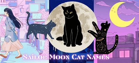 Sailor Moon Cat Names Anime Name Ideas PetsTime