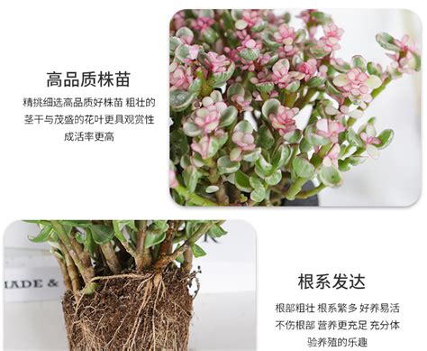 雅乐之舞盆栽四季开花多肉植物组合好养植物办公室内吸甲醛花卉 阿里巴巴
