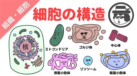 細胞内 リソソームが破損 膜ハソン 若年発がんへ 生化学のお勉強を 異形成を治すこと開業医あきら 美味しいミシュラン カフェ