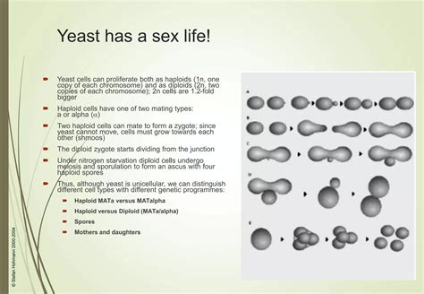Yeast Geneticsppt