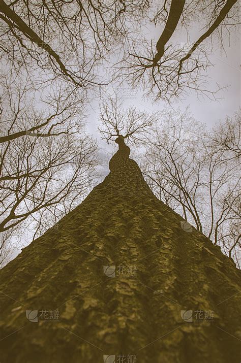 从树的底部顶部