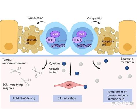 Medpeer科研绘图 您身边的专业绘图工具 知乎
