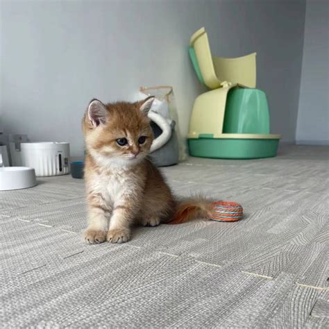 杭州一女孩带薪撸猫月薪6000元当事人替老板照顾猫每只猫咪在公司有单独房间 工作 刘慧 新闻