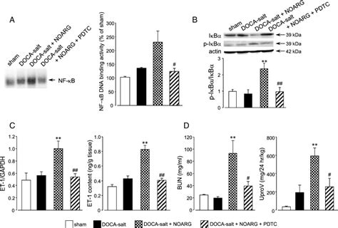 Effects Of Pdtc On Doca Salt And Noarg Induced Nf κb Dna Binding