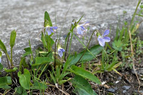 住宅地のスミレ 花旅
