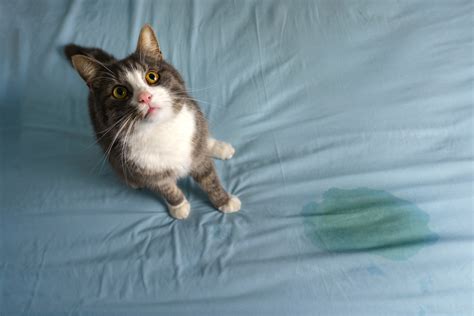 Can Feral Cats Be Friendly Vet Reviewed Facts And Advice Catster